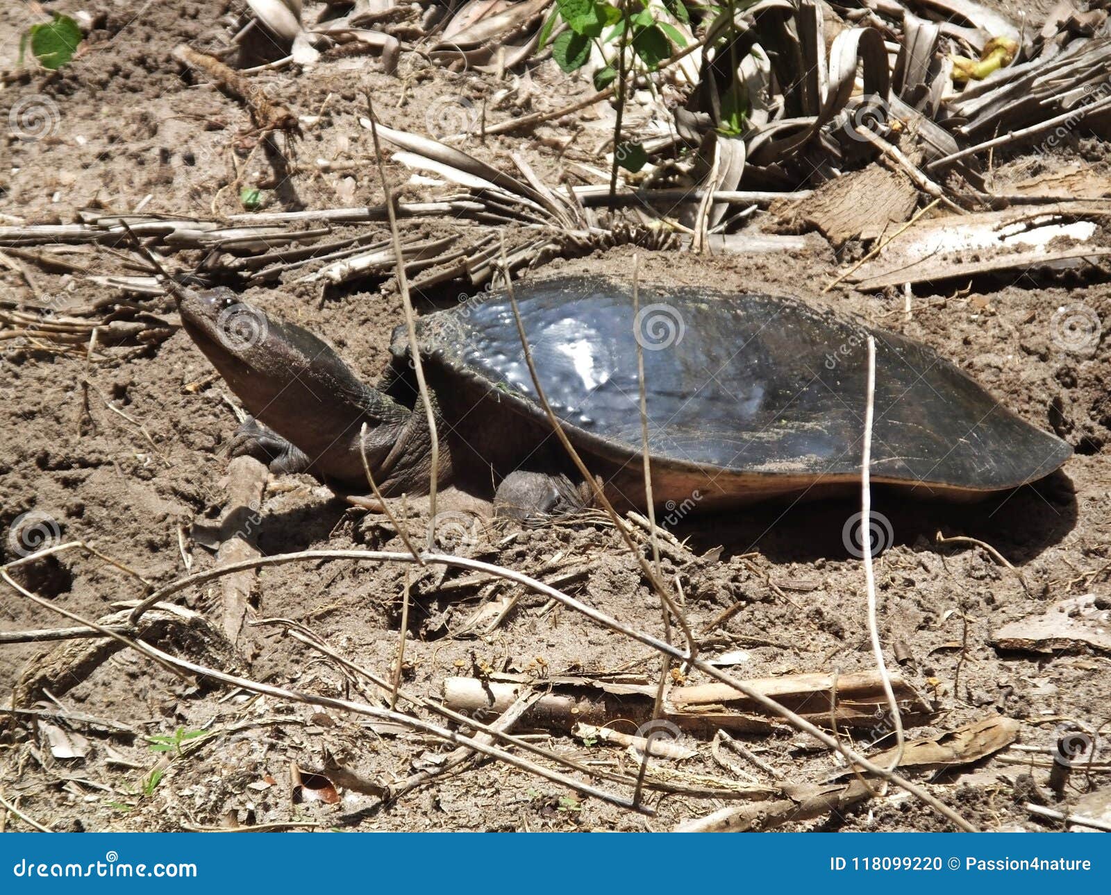 Florida Softshell Turtle or Apalone Ferox Stock Photo - Image of ...
