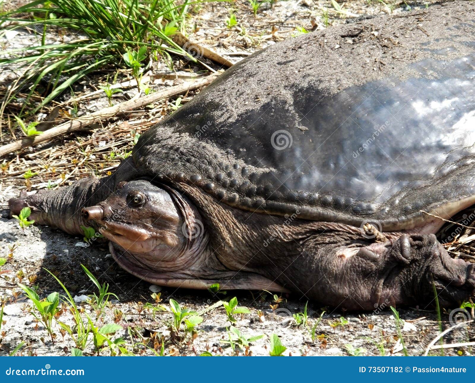 Florida Softshell Turtle (Apalone Ferox) Stock Photo - Image of land ...