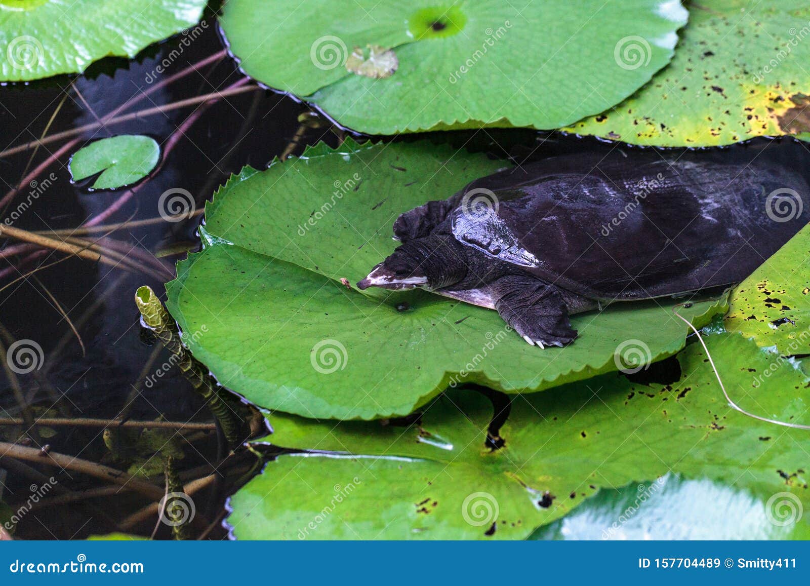 Florida Softshell Turtle Apalone Ferox Perches on a Lily Pad Stock ...