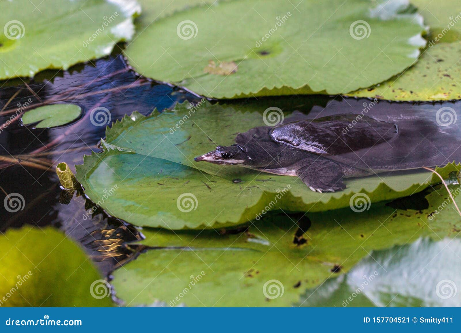 Florida Softshell Turtle Apalone Ferox Perches on a Lily Pad Stock ...