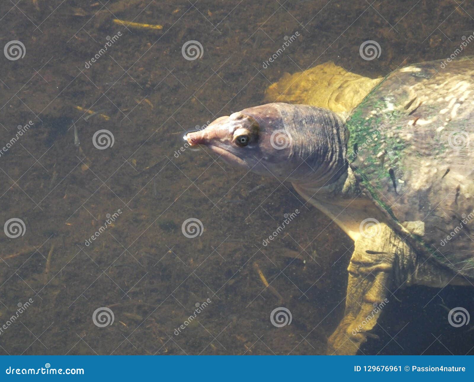 Florida Softshell Turtle or Apalone Ferox Stock Image - Image of ...