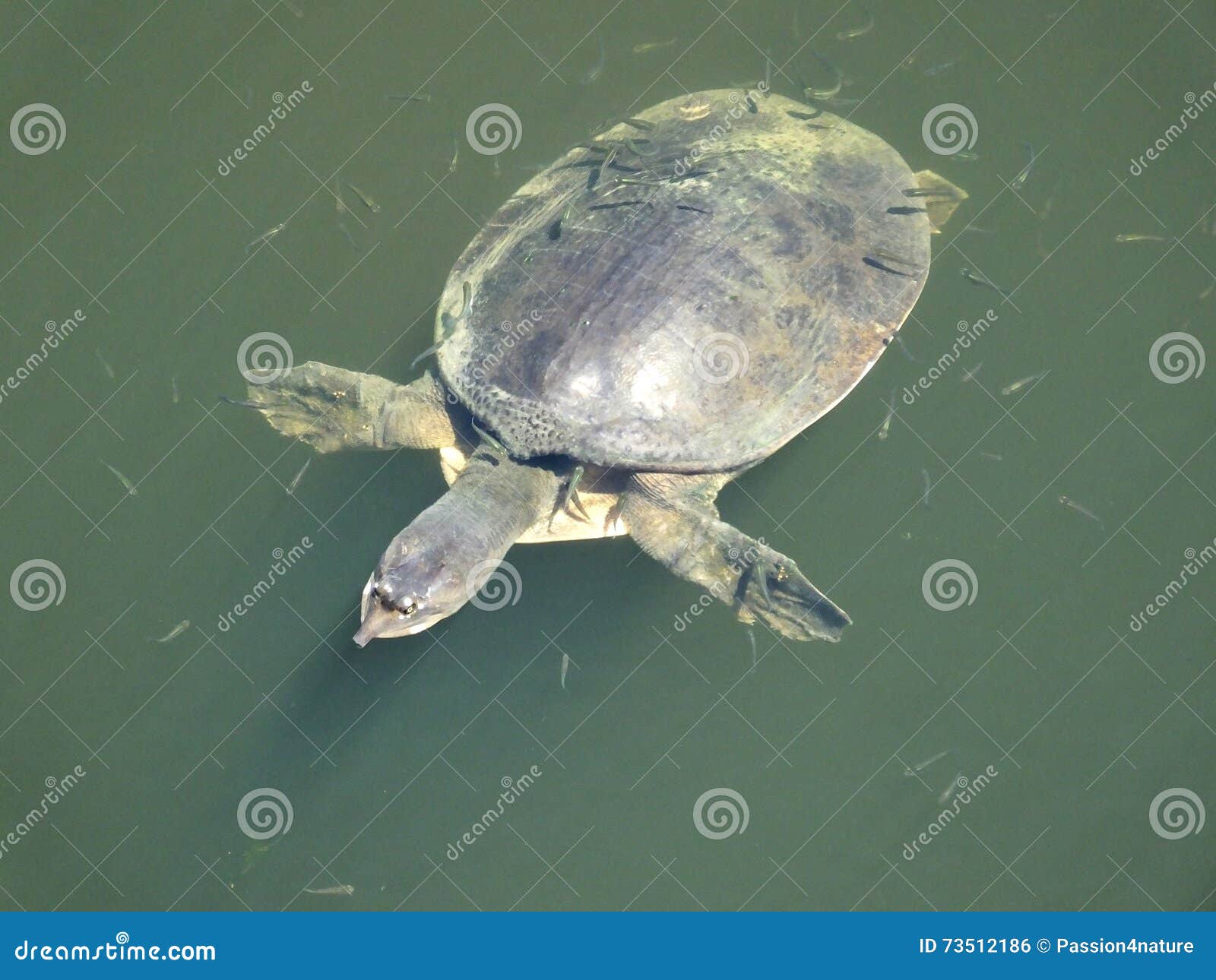 Florida Softshell Turtle (Apalone Ferox) Stock Photo - Image of apalone ...