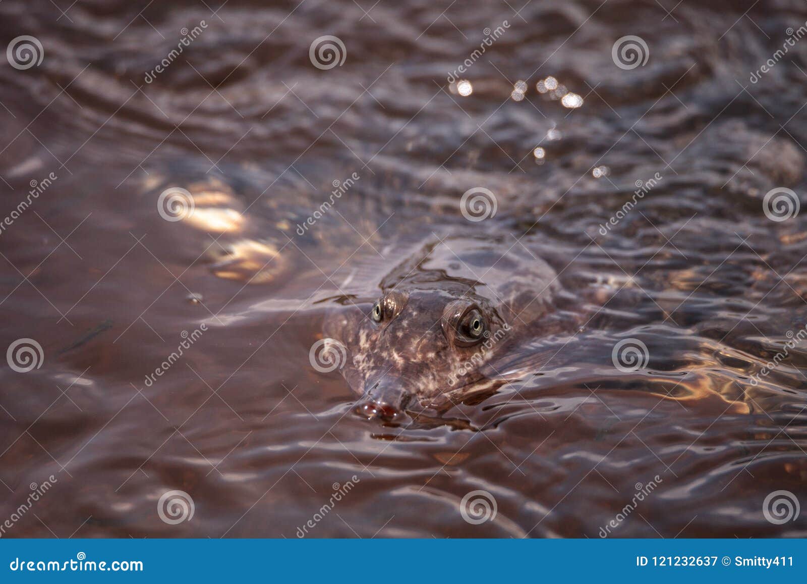 Florida Softshell Turtle Apalone Ferox Stock Image - Image of marsh ...