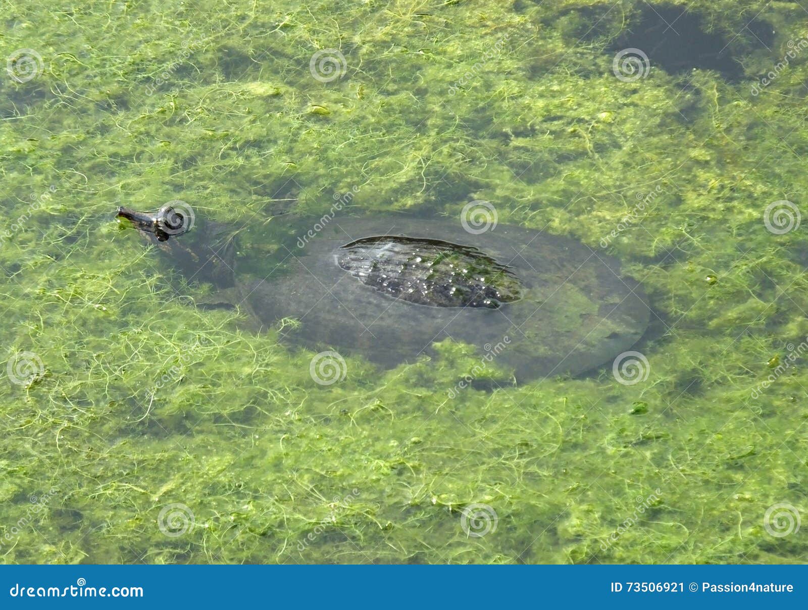 Florida Softshell Turtle (Apalone Ferox) Stock Image - Image of apalone ...