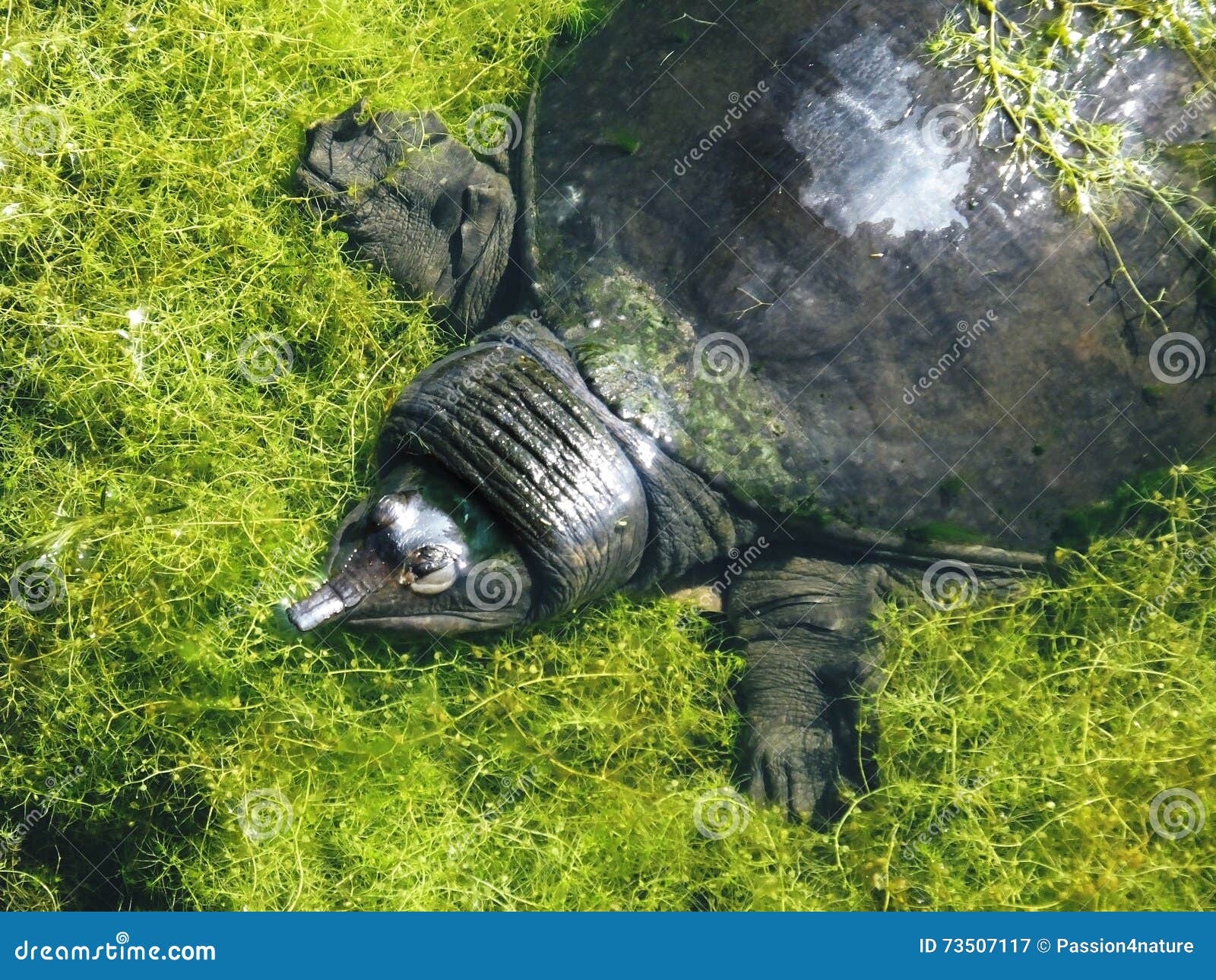 Florida Softshell Turtle (Apalone Ferox) Stock Image - Image of apalone ...