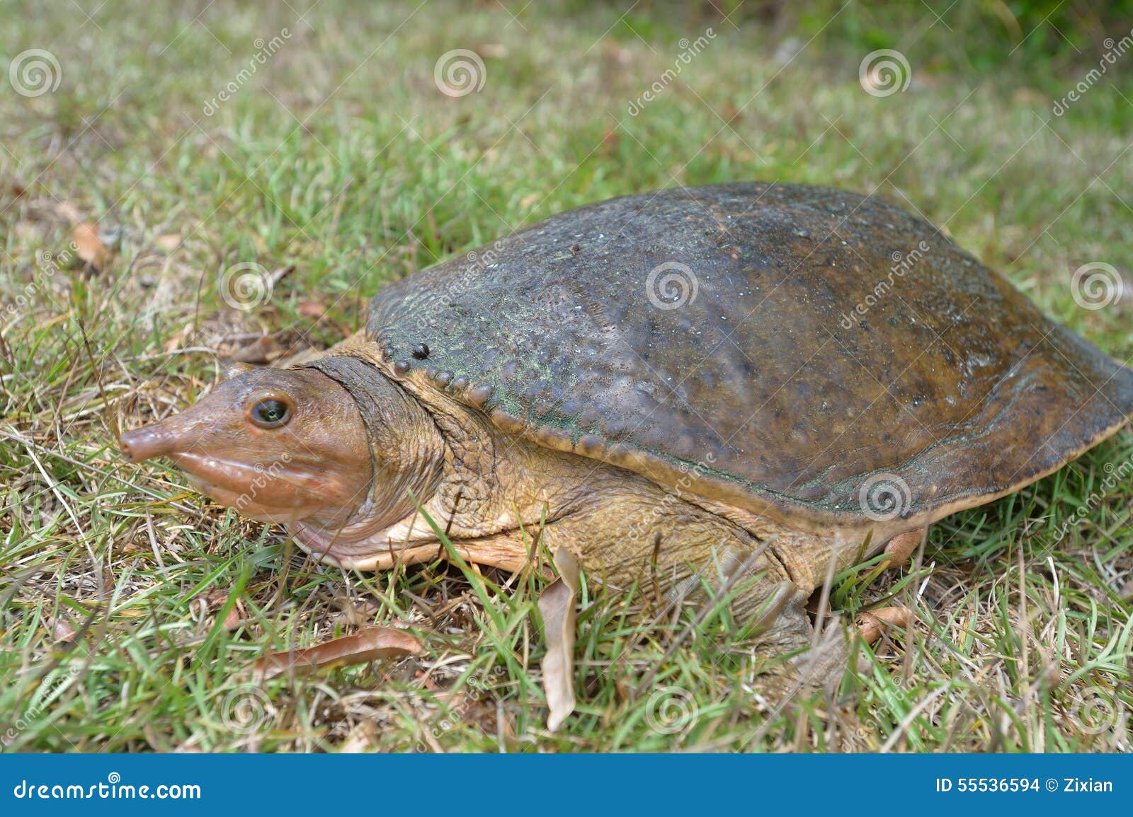 Florida Softshell Turtle is Climbing on the Grass Stock Photo - Image ...
