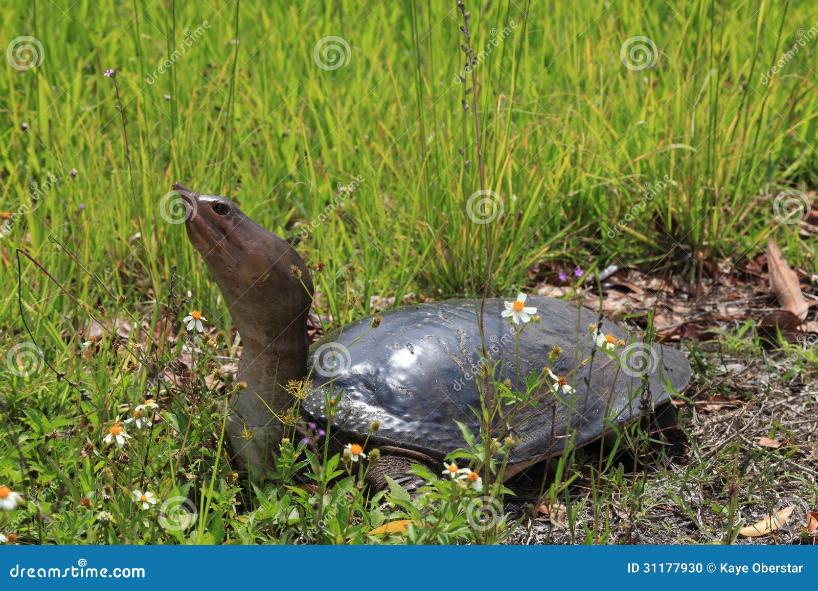 Florida softshell turtle stock photo. Image of daisy - 31177930