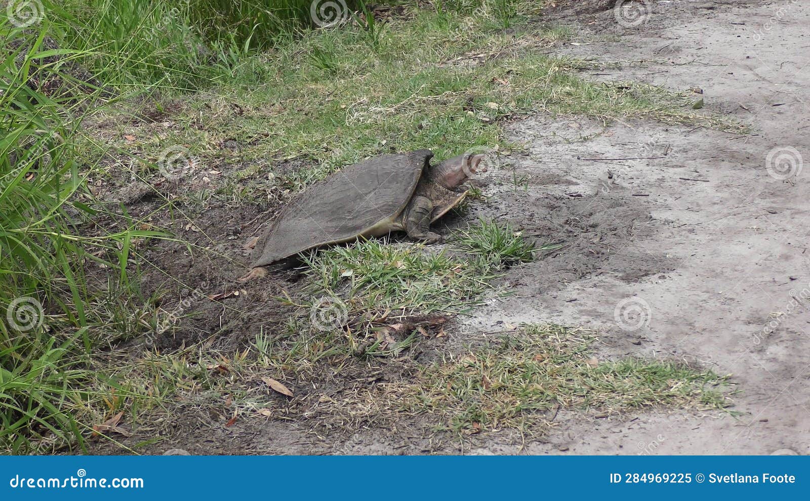 Softshell Turtle Laying Eggs in Wetlands. Stock Video - Video of ...