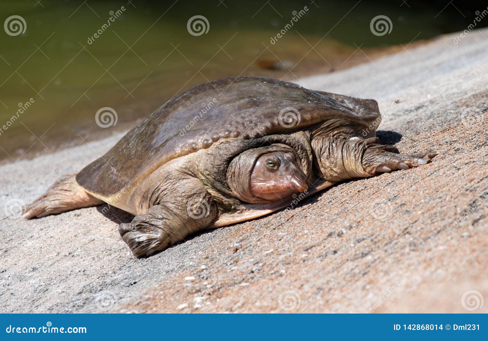 Florida Softshell Turtle at Rest Stock Photo - Image of turtle ...