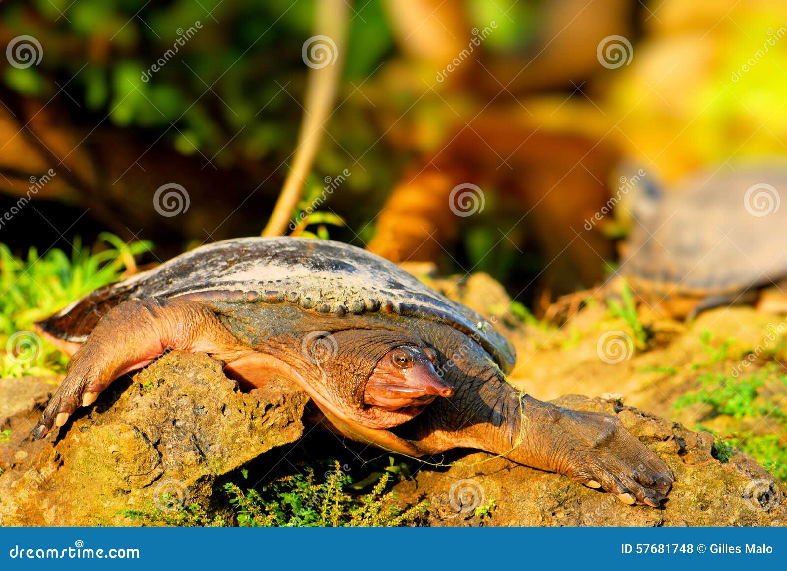 Florida softshell turtle stock photo. Image of florida - 57681748