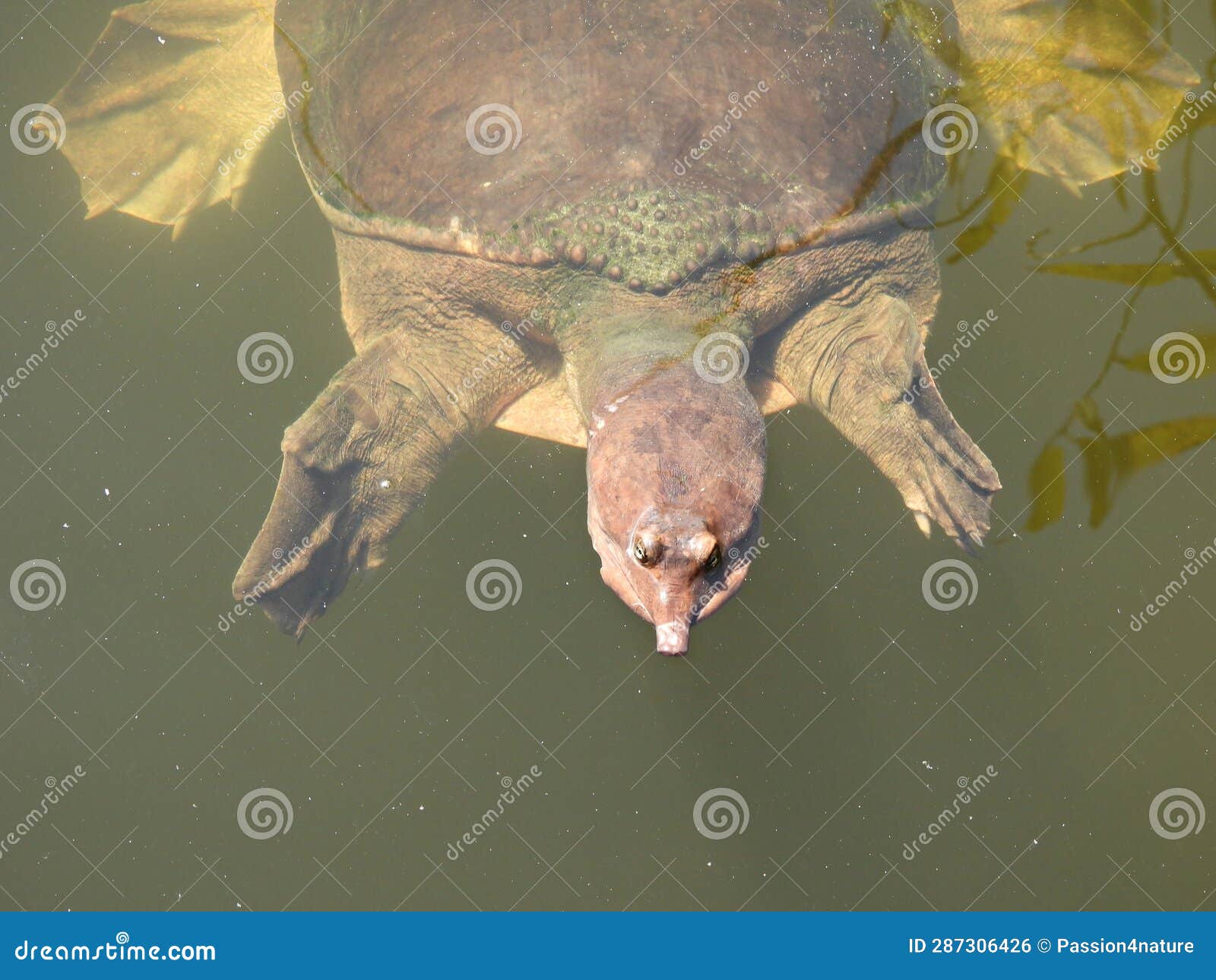 Florida Softshell Turtle (Apalone Ferox) - Swimming in a Lake Stock ...