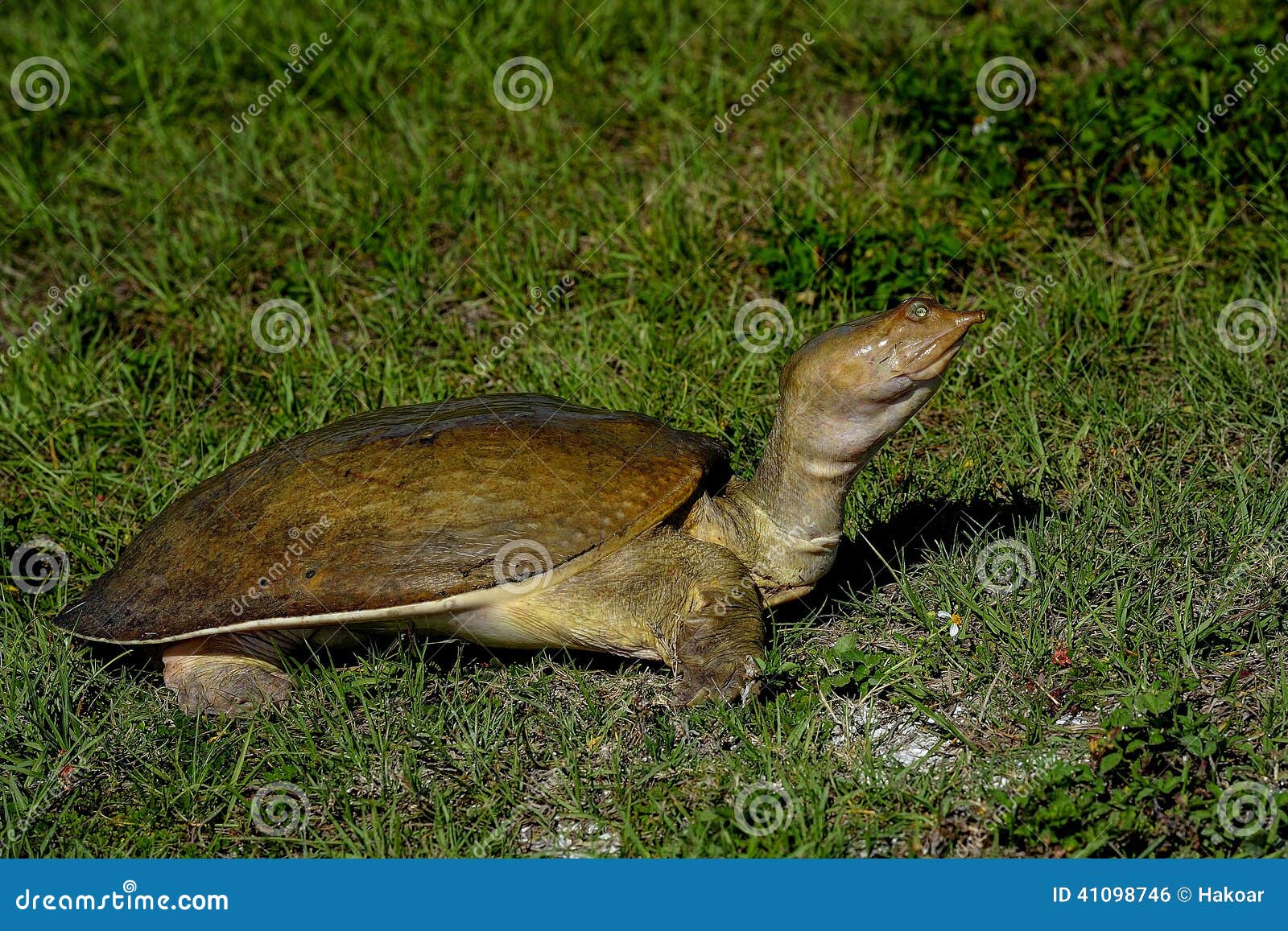 Florida softshell turtle stock photo. Image of wetlands - 41098746