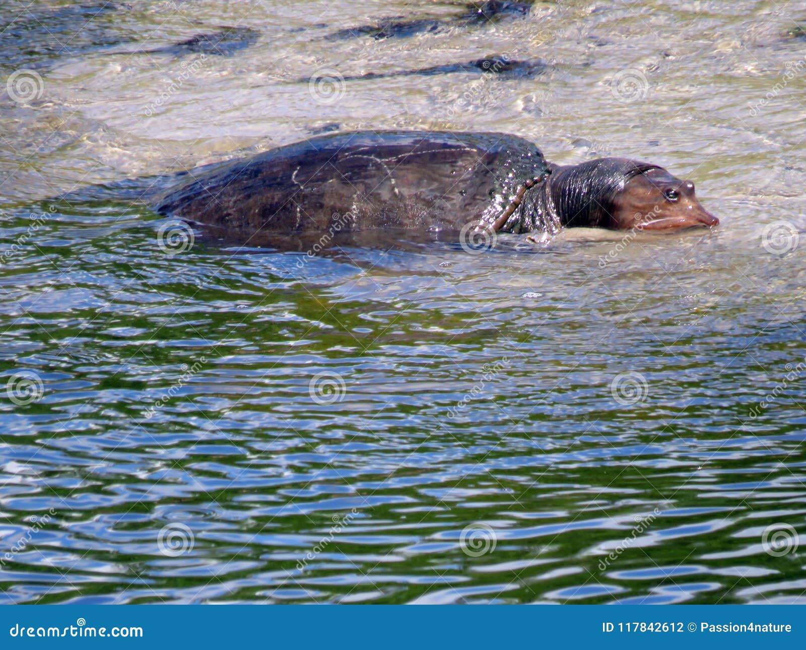Florida Softshell Turtle Apalone Ferox Stock Photo - Image of resting ...