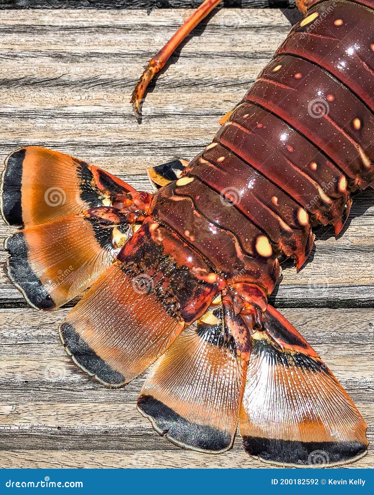 Florida Spiny Lobster Season Lobster Tail Stock Photo - Image of season ...