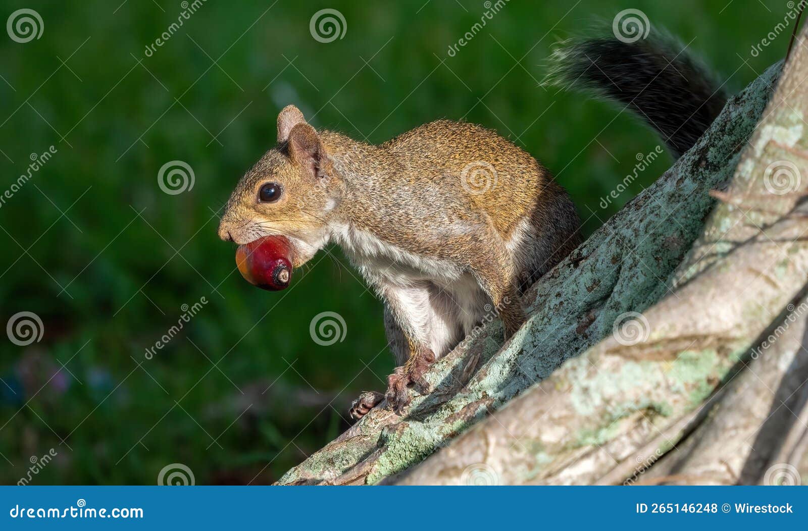 Florida Squirrel with Nut in Mouth Stock Photo - Image of chipmunk ...