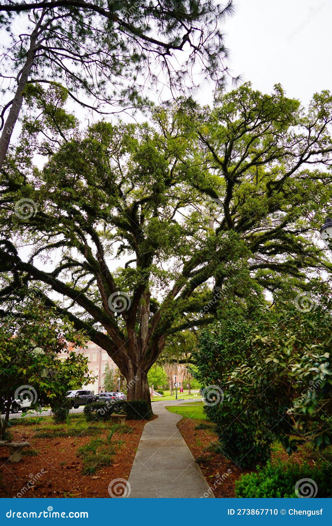 Florida State University Campus Tree Stock Photo - Image of palm ...