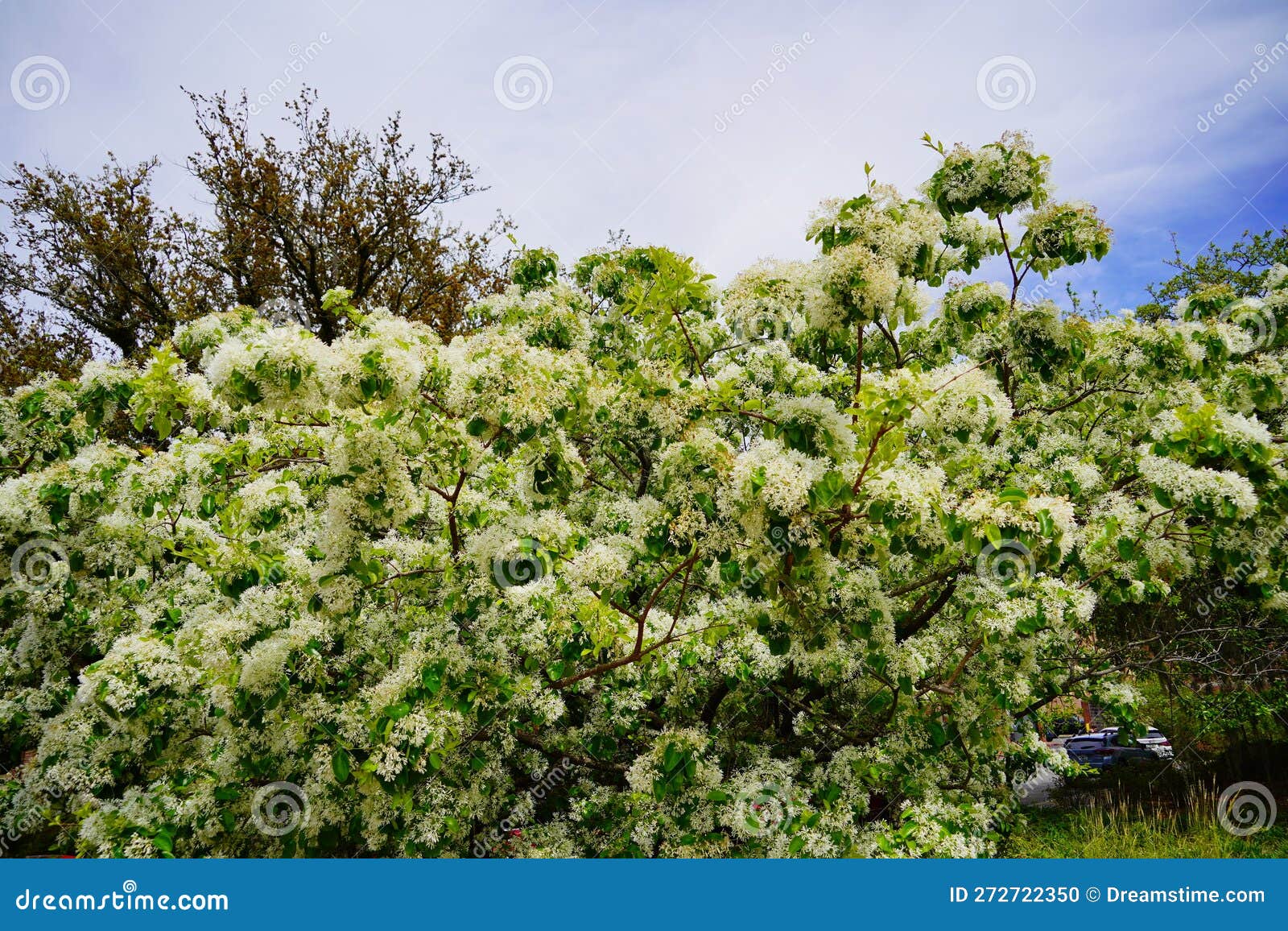Florida State University FSU Campus Landscape Stock Photo - Image of ...