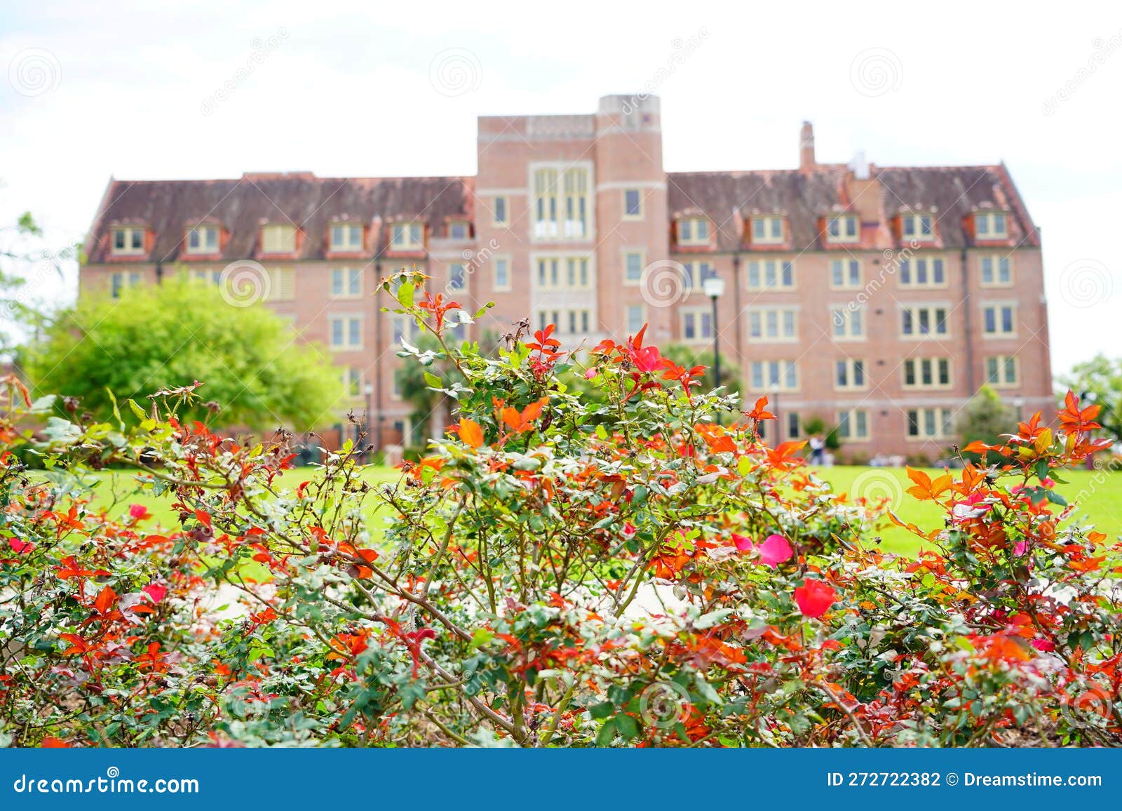 Florida State University FSU Campus Landscape Stock Photo - Image of ...
