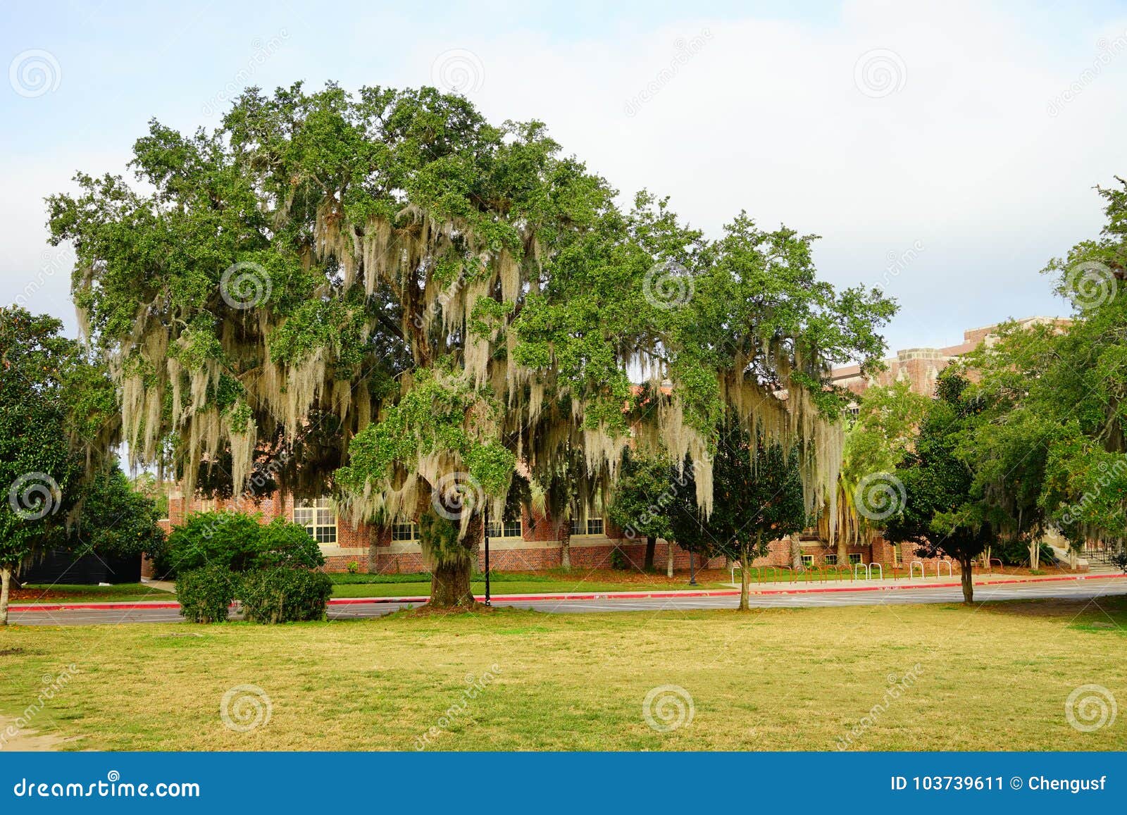 Florida State University Tree Stock Image - Image of beauty, historic ...