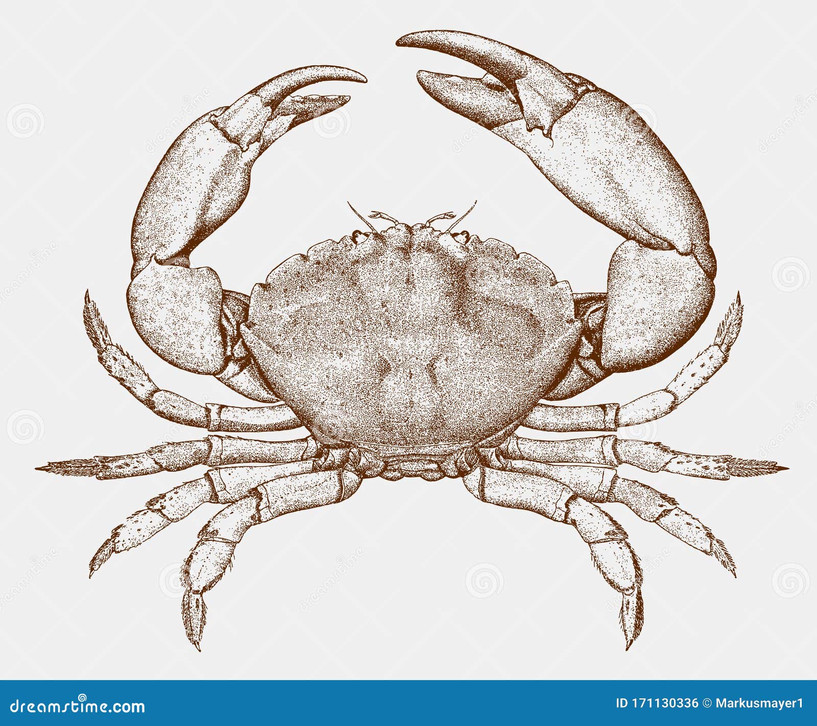 Florida Stone Crab in Top View Stock Vector - Illustration of ...