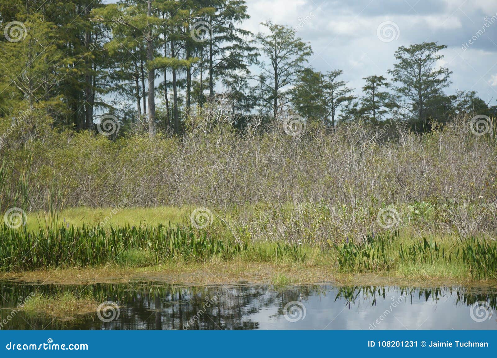 Florida-Sumpf stockbild. Bild von landschaft, küste - 108201231