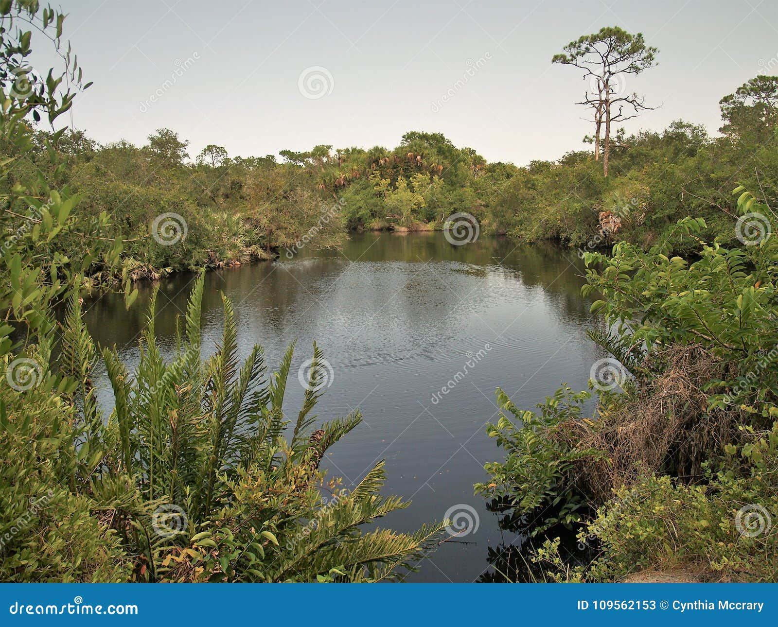 Florida-Sumpf Entlang Der Florida-Spur Stockbild - Bild von palmetto ...
