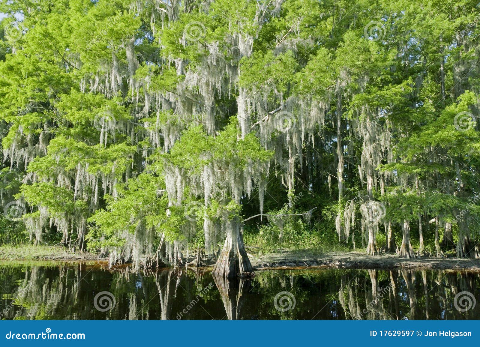 Florida-Sumpflandschaft Mit Zypresse Stockbild - Bild von konserve ...