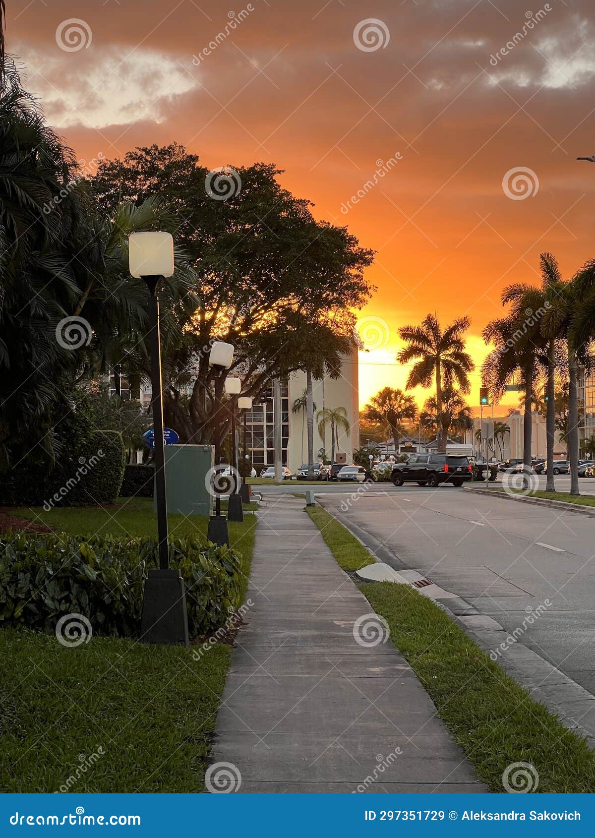 Florida Sunset. Palms with Warm Sun Stock Image - Image of night ...