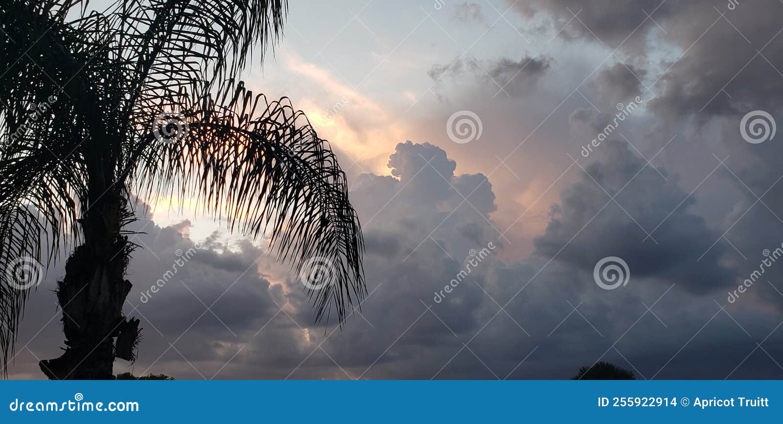 Florida Sunset after Rain stock photo. Image of branch - 255922914