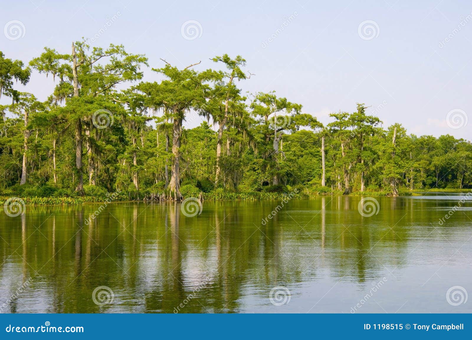 Florida swamp stock image. Image of nature, south, florida - 1198515