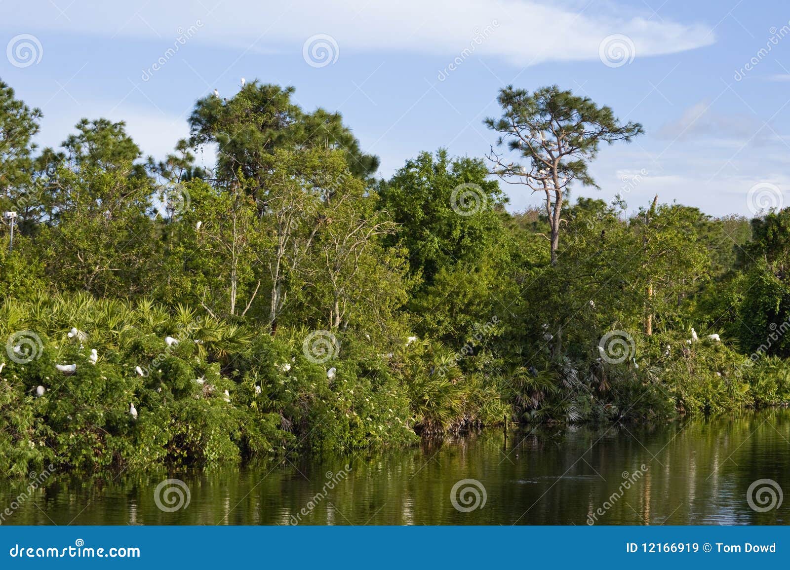 Florida swamp stock image. Image of gatorland, habitat - 12166919