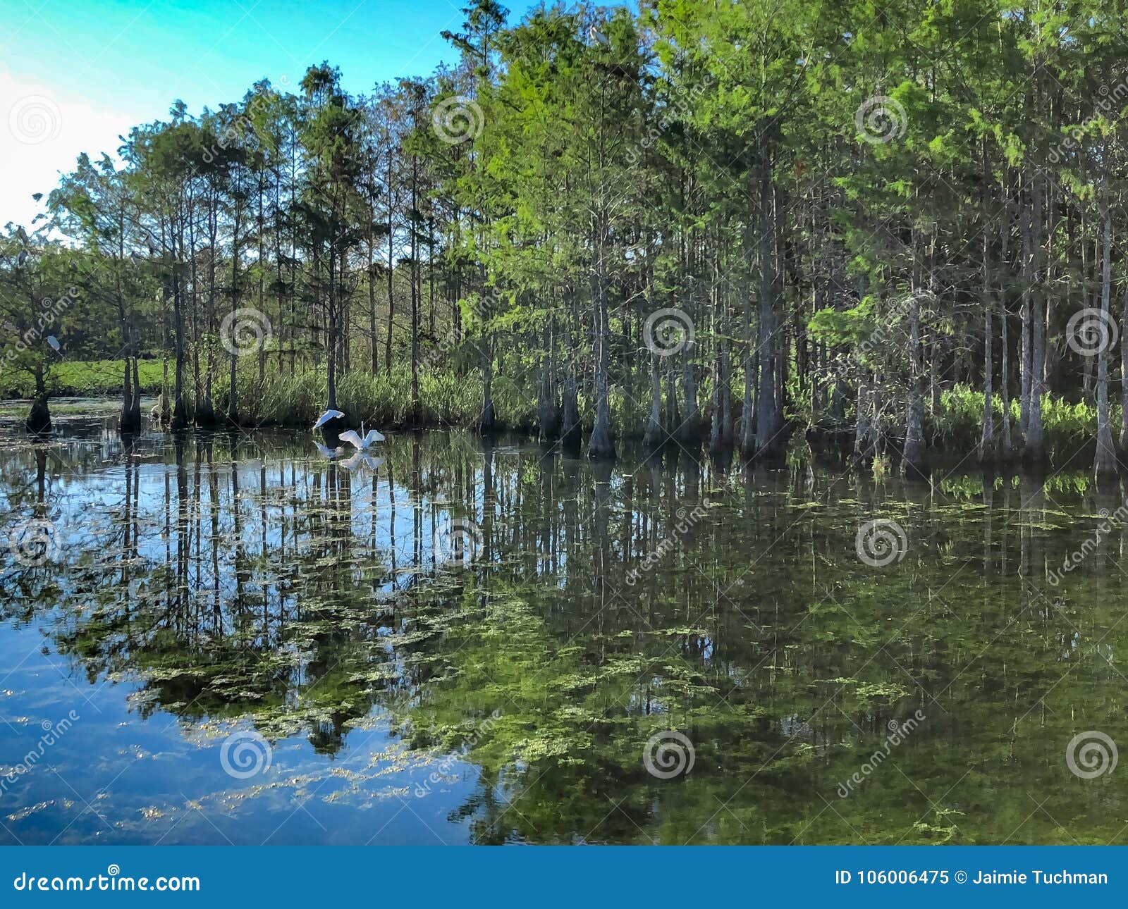 Florida swamp bird stock image. Image of landscape, birds - 106006475
