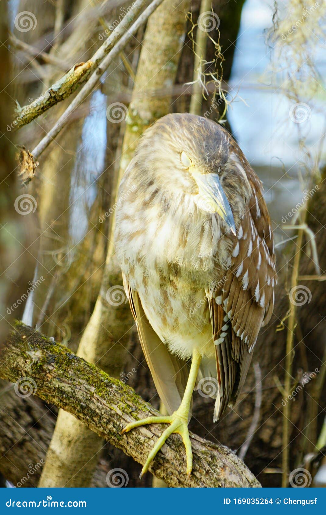 Florida swamp bird stock photo. Image of island, boat - 169035264