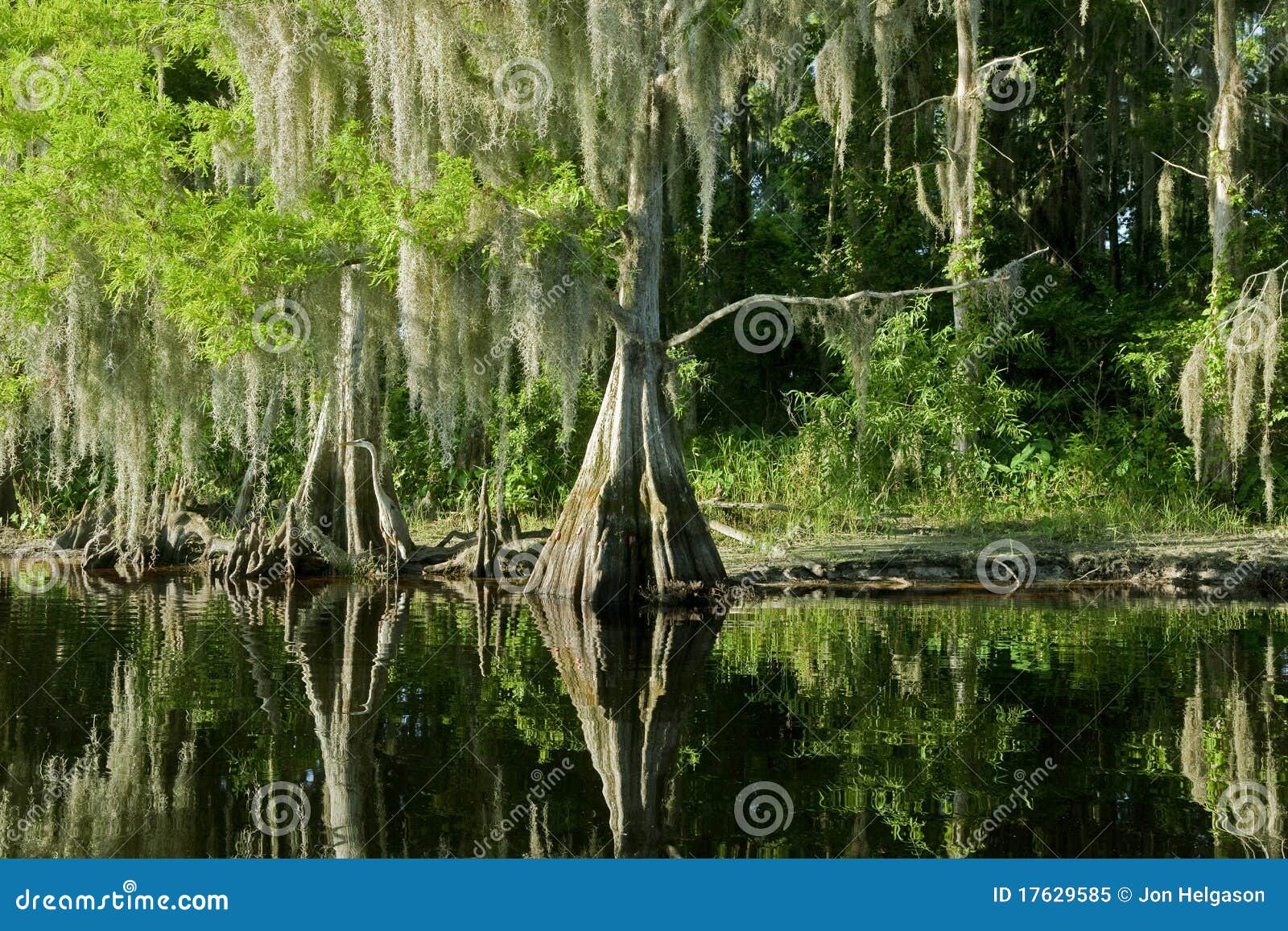 Florida Swamp Landscape with Cypress Stock Image - Image of florida ...