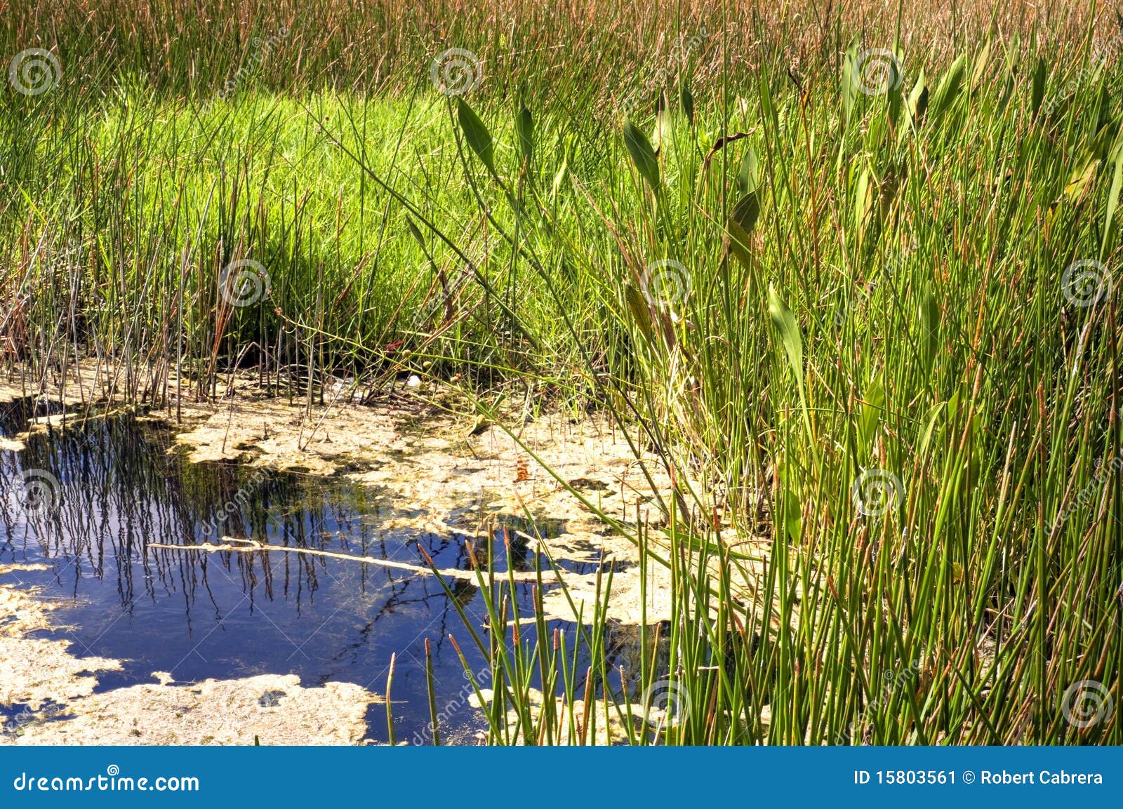 Florida Swamp Pond stock image. Image of nature, sawgrass - 15803561
