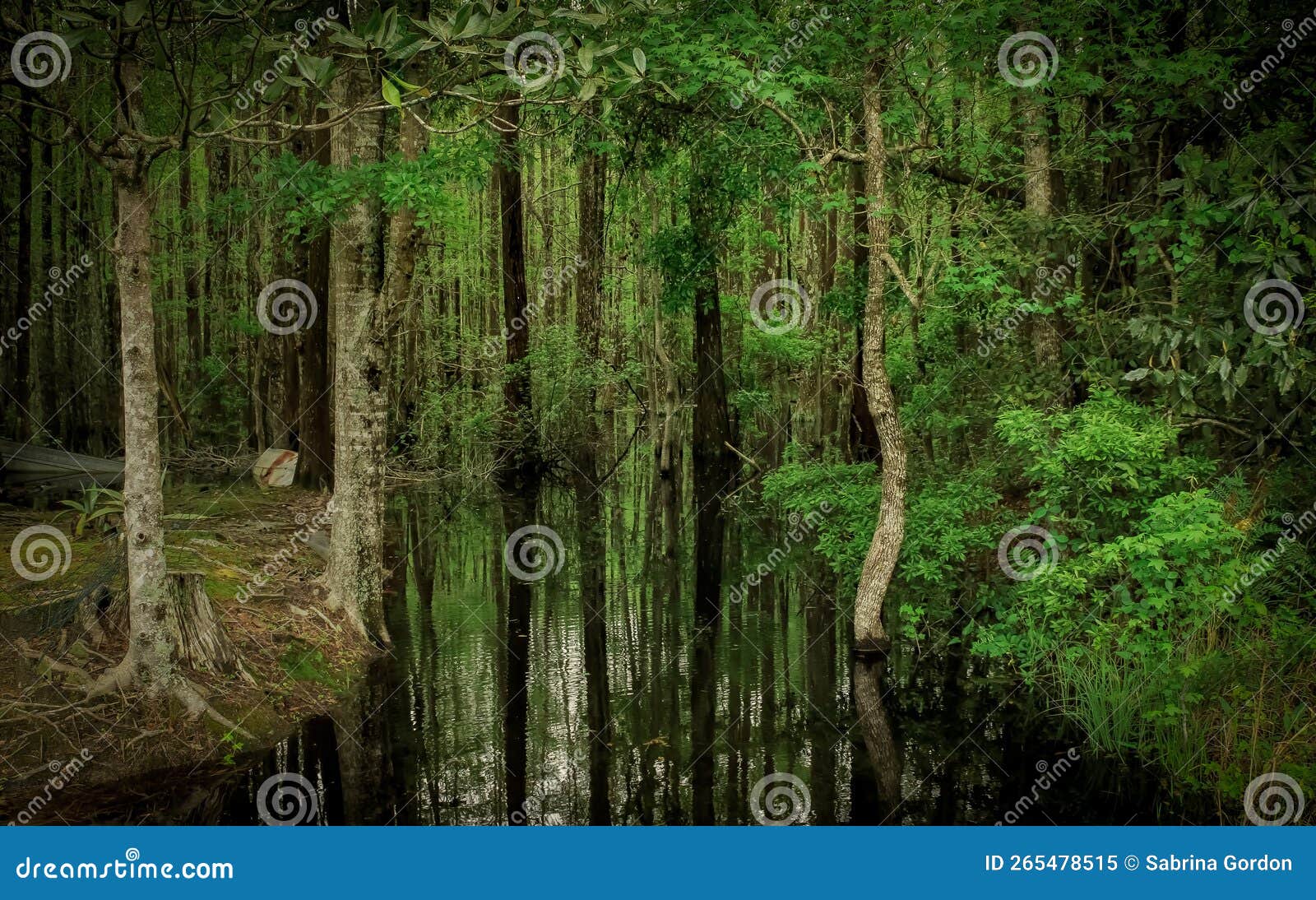 Florida Swamp Reflection stock image. Image of wilderness - 265478515