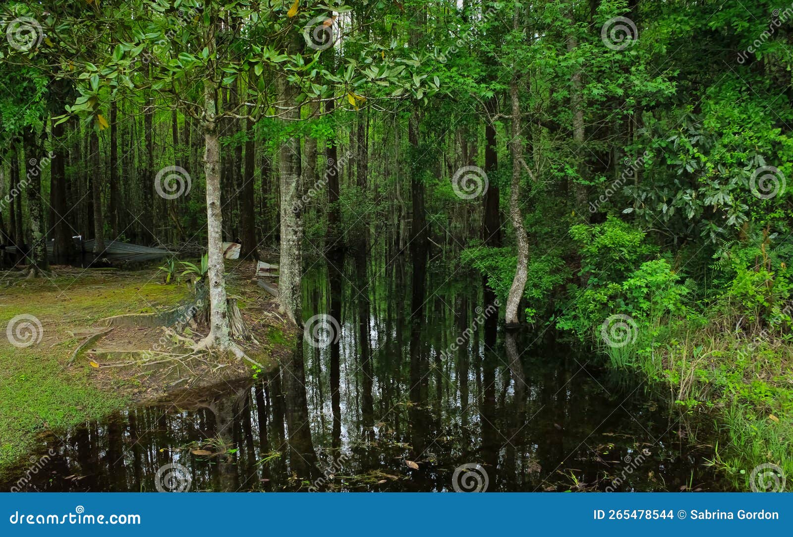 Florida Swamp Reflection stock photo. Image of park - 265478544