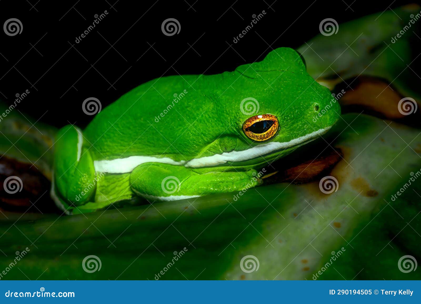 Florida Tree Frog stock image. Image of theme, colorful - 290194505