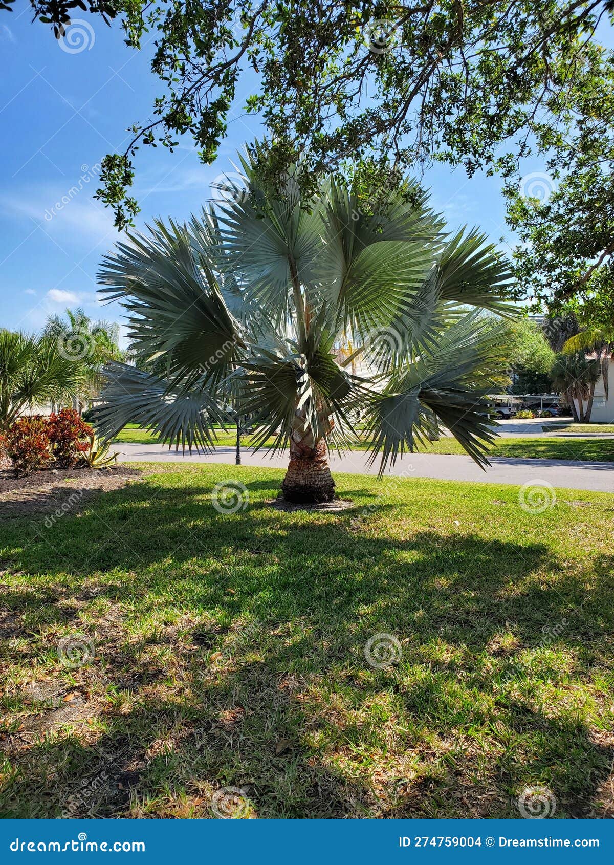 A Florida Tree that I Liked Stock Photo - Image of tree, florida: 274759004