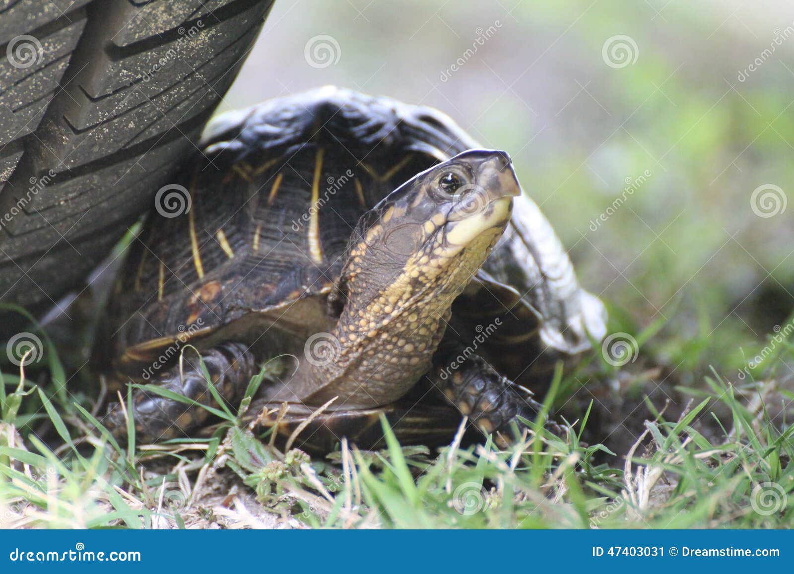 Florida Turtle. Be safe stock image. Image of hurry, safety - 47403031