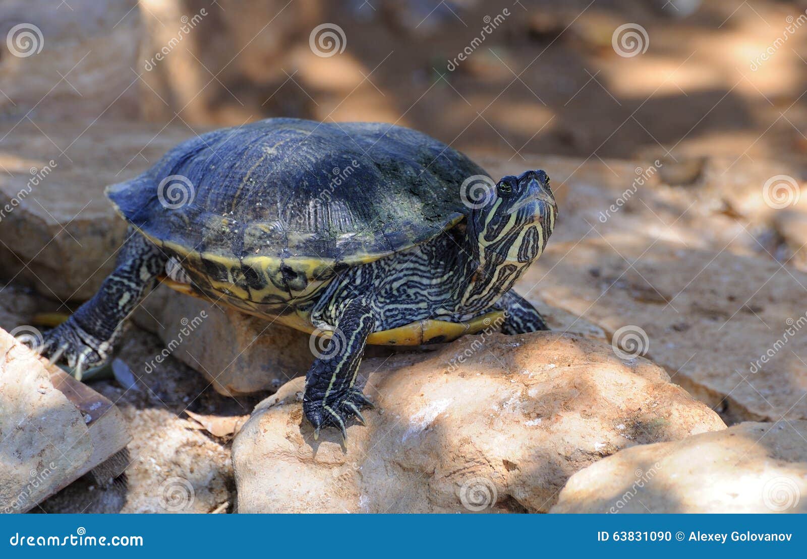 Florida turtle stock photo. Image of aqua, slow, reptile - 63831090
