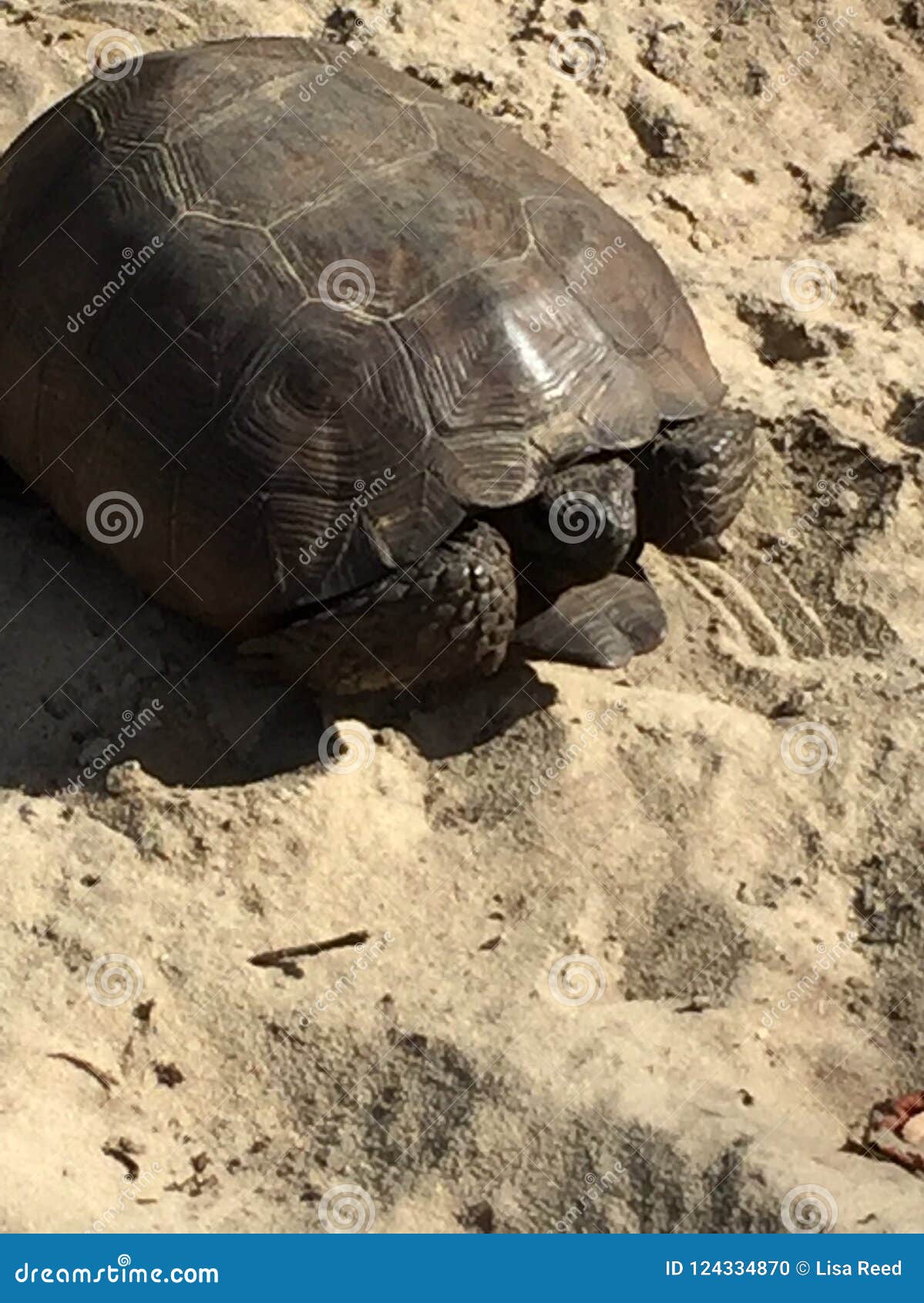 Florida Turtle Sunbathing stock photo. Image of turtle - 124334870