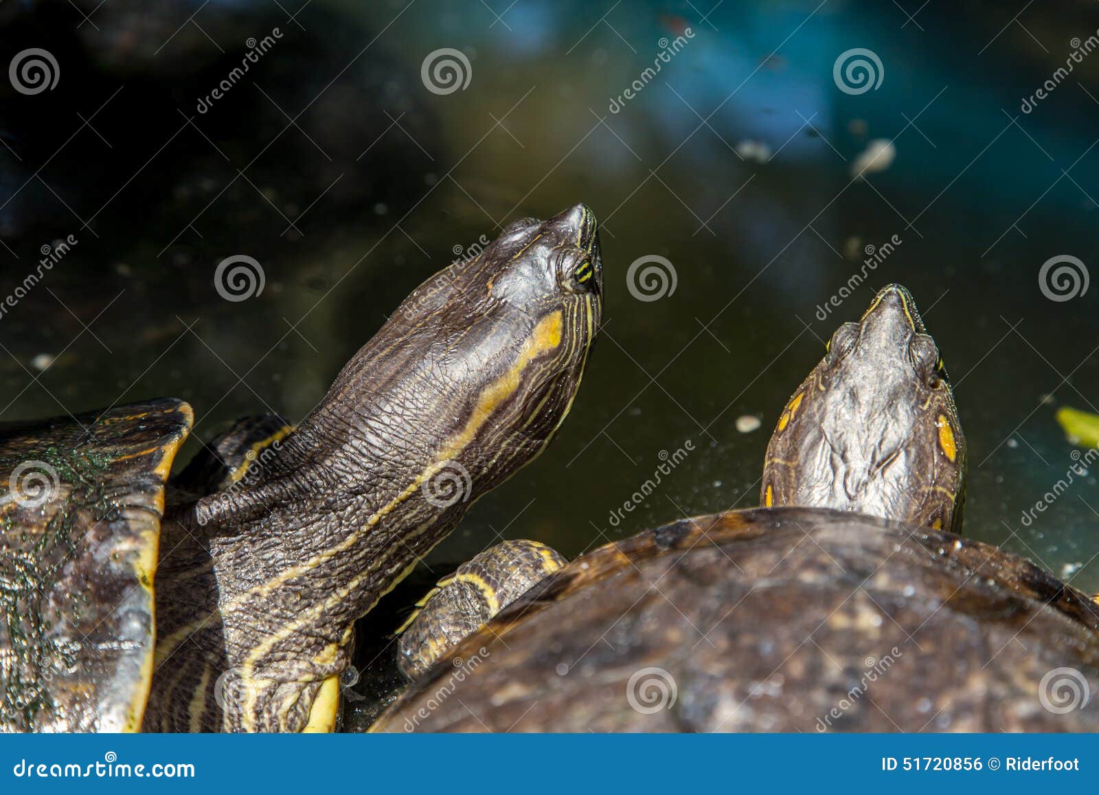 Florida Turtles in Detail in Water Stock Photo - Image of nature ...