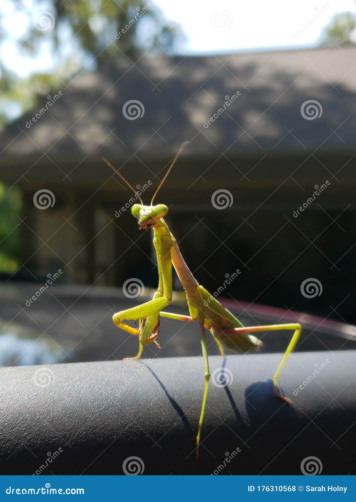 Florida Vida Silvestre Rezando Mantis Macro Bug Foto de archivo ...