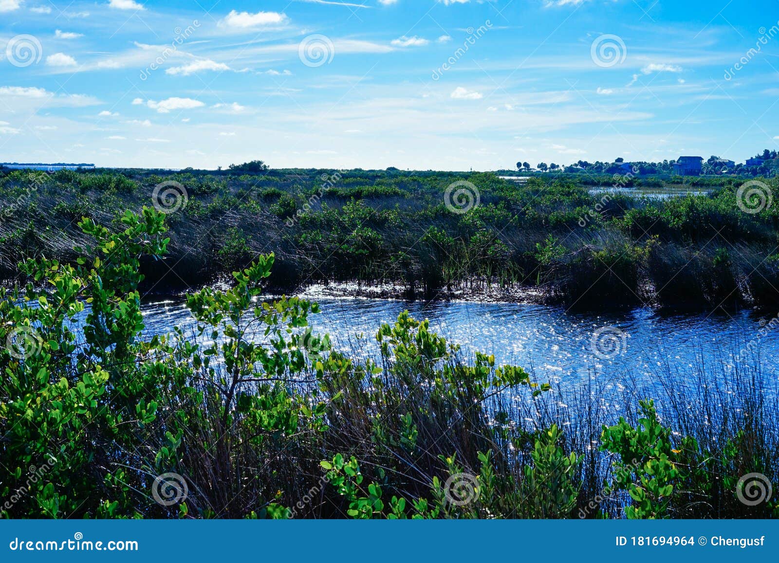 Florida-Wald und -sumpf stockfoto. Bild von golf, hotel - 181694964