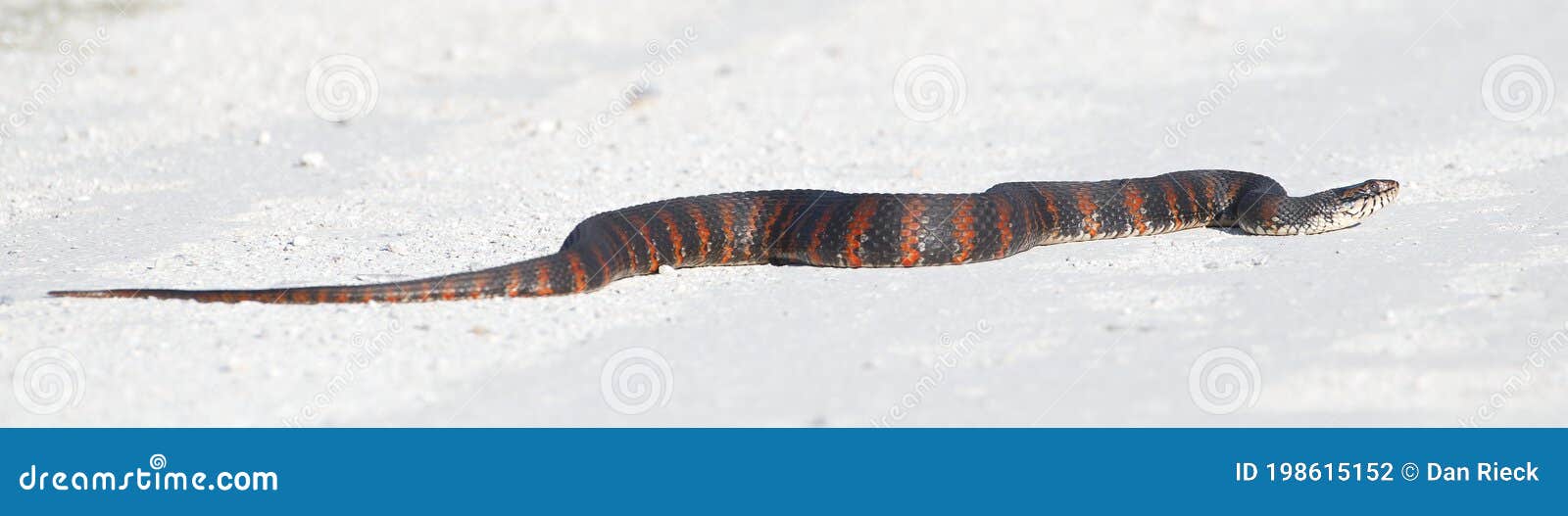 Florida Water Snake with Nice Orange Pattern Slithering Stock Photo ...
