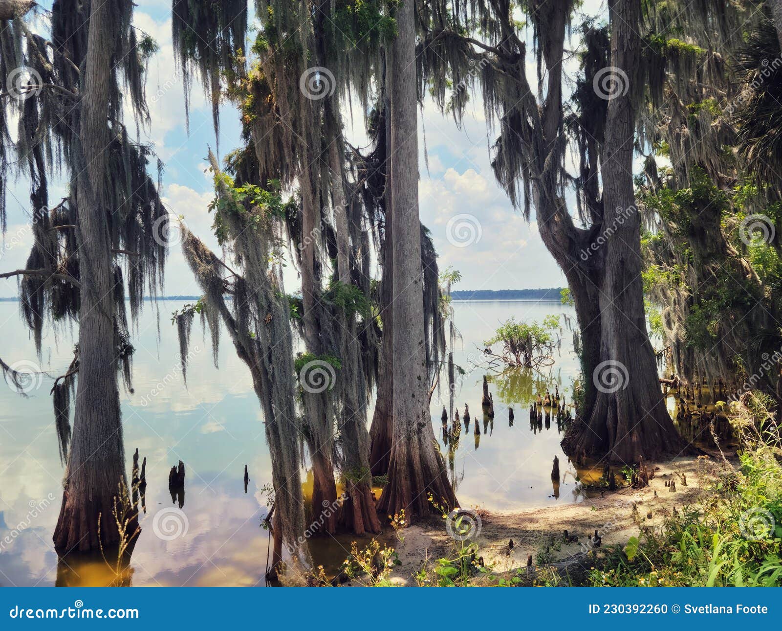 Florida Wetland. Cypress Trees in Florida Stock Photo - Image of nature ...