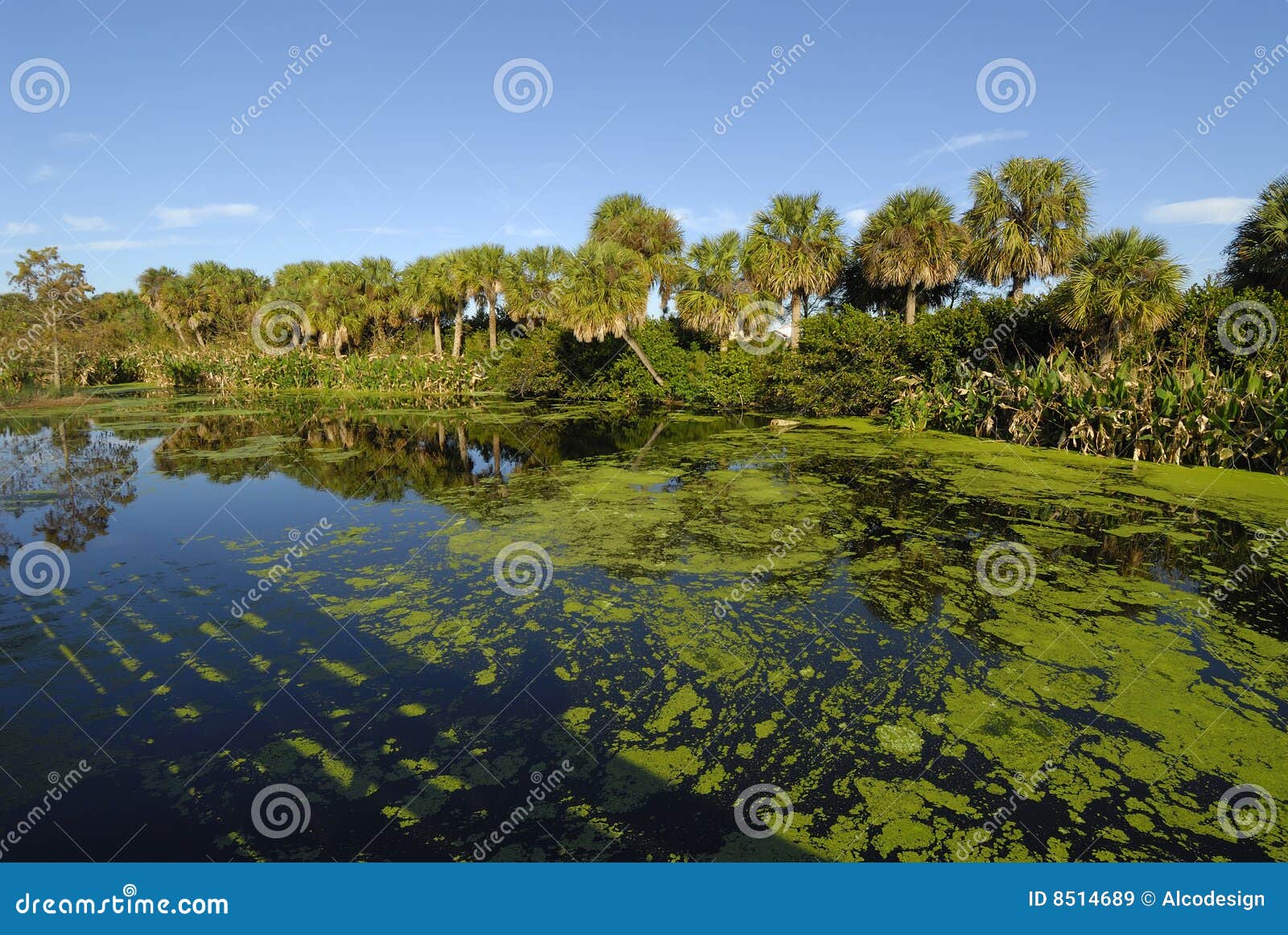The Florida Wetlands stock image. Image of everglades - 8514689