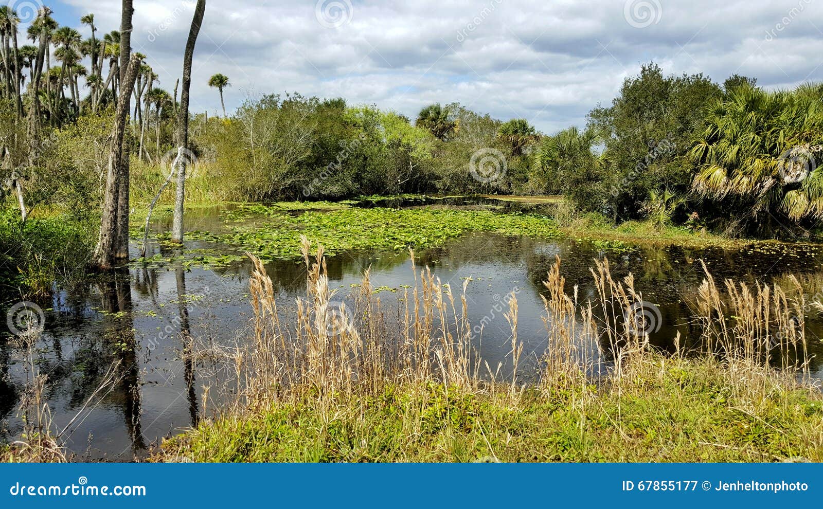 Florida Wetlands landscape stock image. Image of national - 67855177