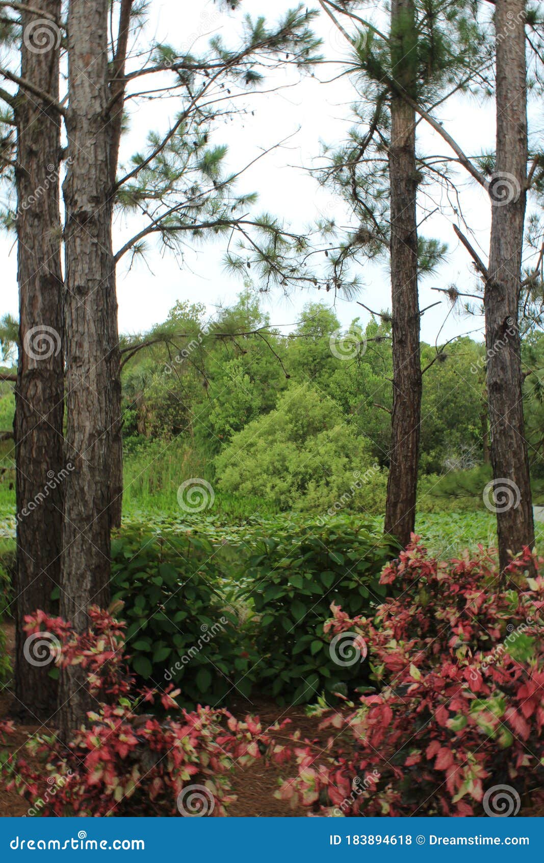 Florida Wetlands Trees and Marsh in Largo, Florida Stock Photo - Image ...
